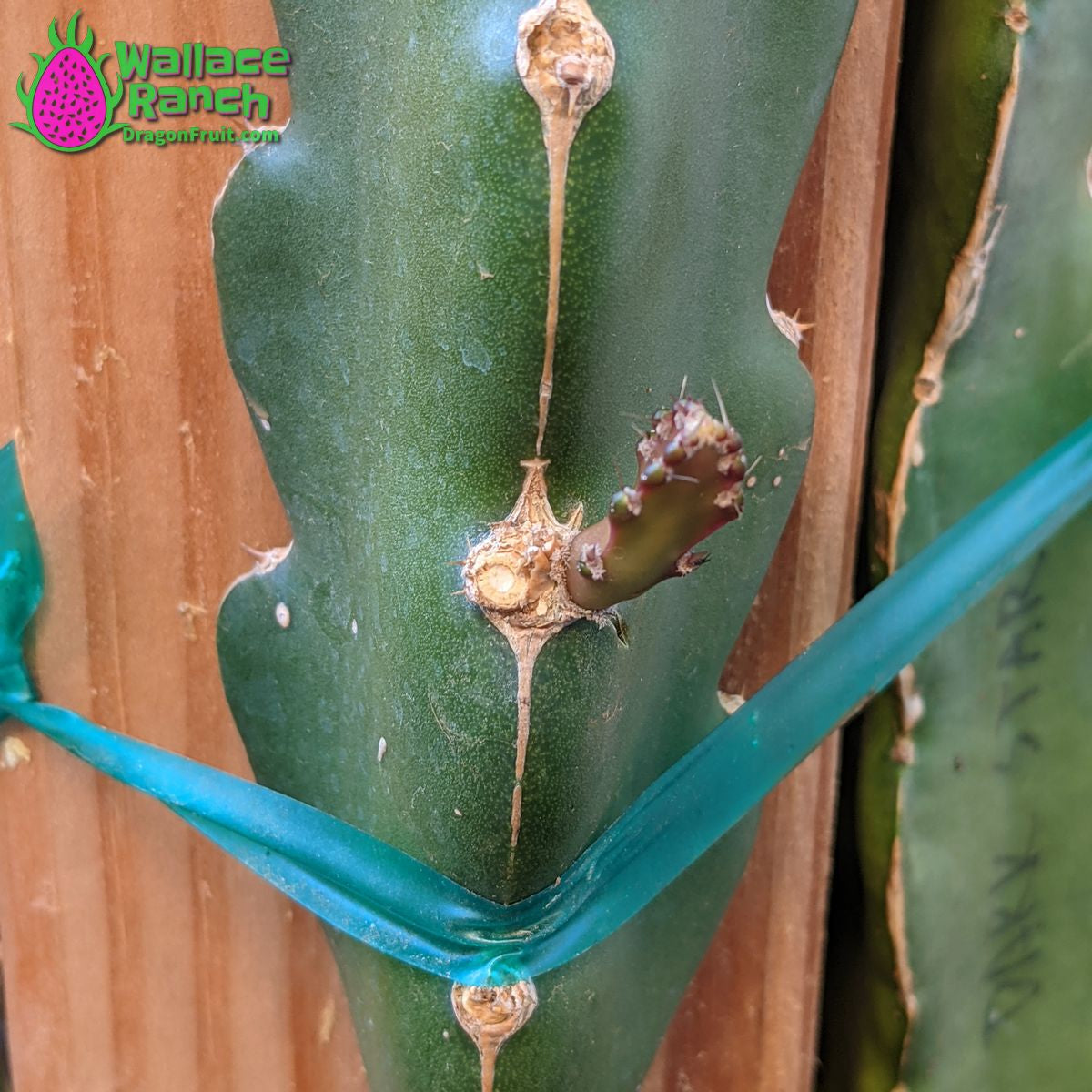 New Growths on used Dragon Fruit Nodes – Wallace Ranch Dragon Fruit