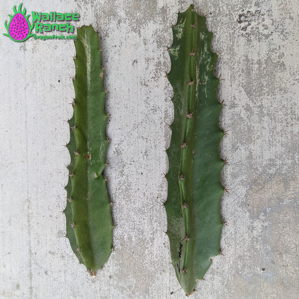 Dragon Fruit Cuttings (Not Rooted) & Rooted Plants – Wallace Ranch ...