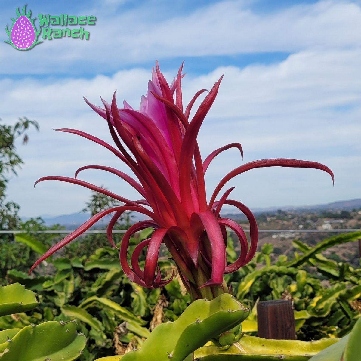 Ax Dragon Fruit – Wallace Ranch Dragon Fruit