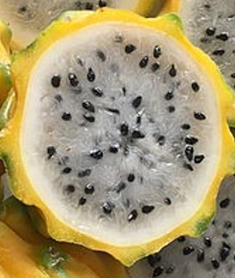 Palora Yellow Skin White Flesh – Wallace Ranch Dragon Fruit