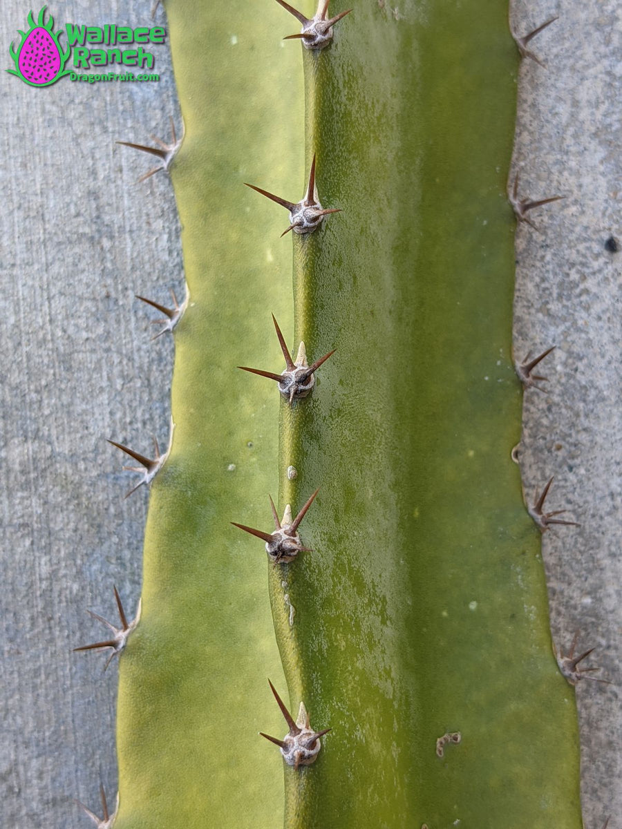 Lisa Dragon Fruit – Wallace Ranch Dragon Fruit
